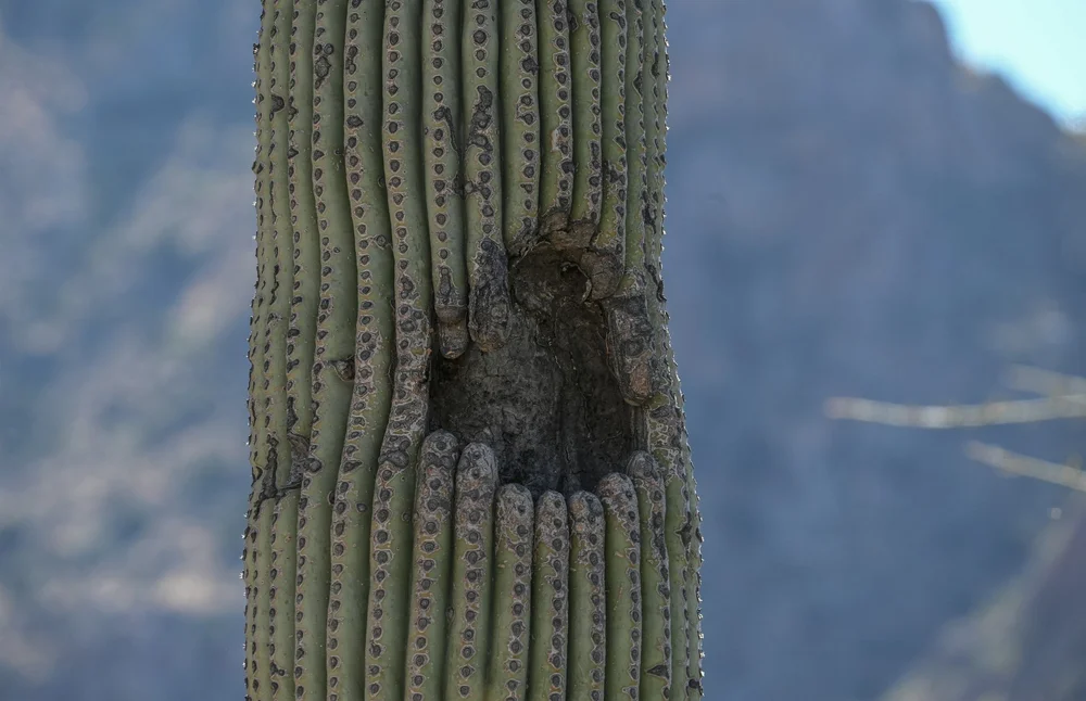 Cactus Care for Beginners | Complete Cactus Care Guide — CACTI ...