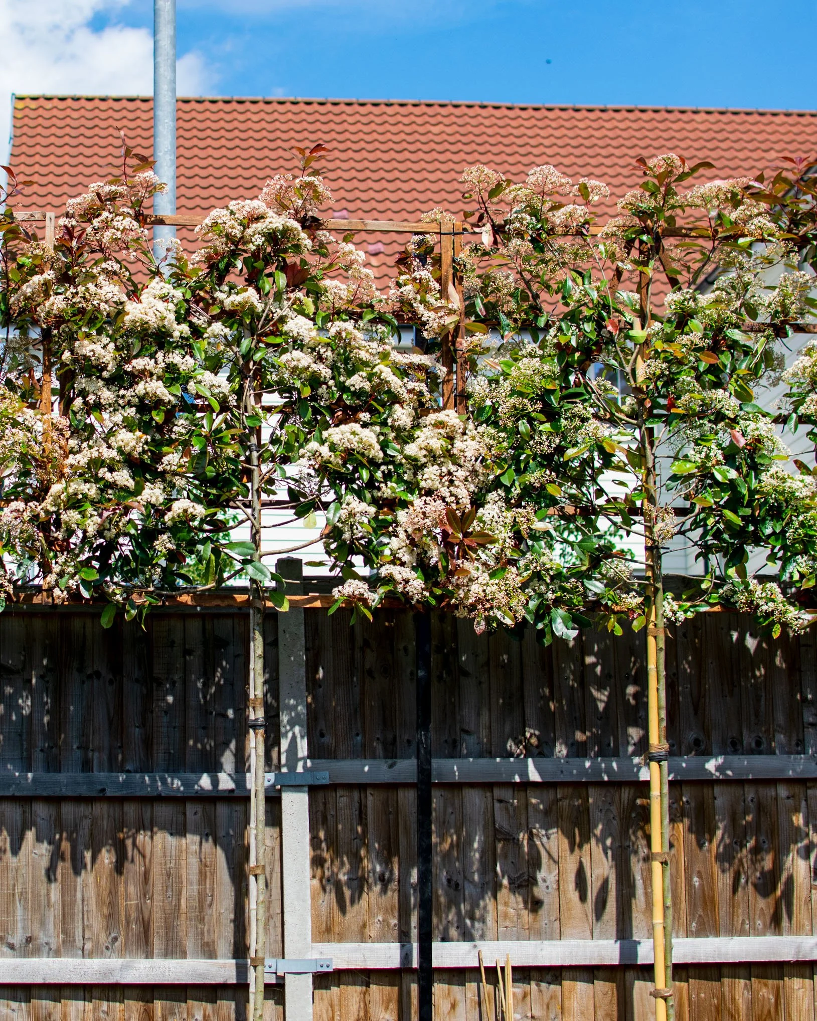 Screening Trees for Garden Privacy in Essex & Suffolk — Plants For Gardens