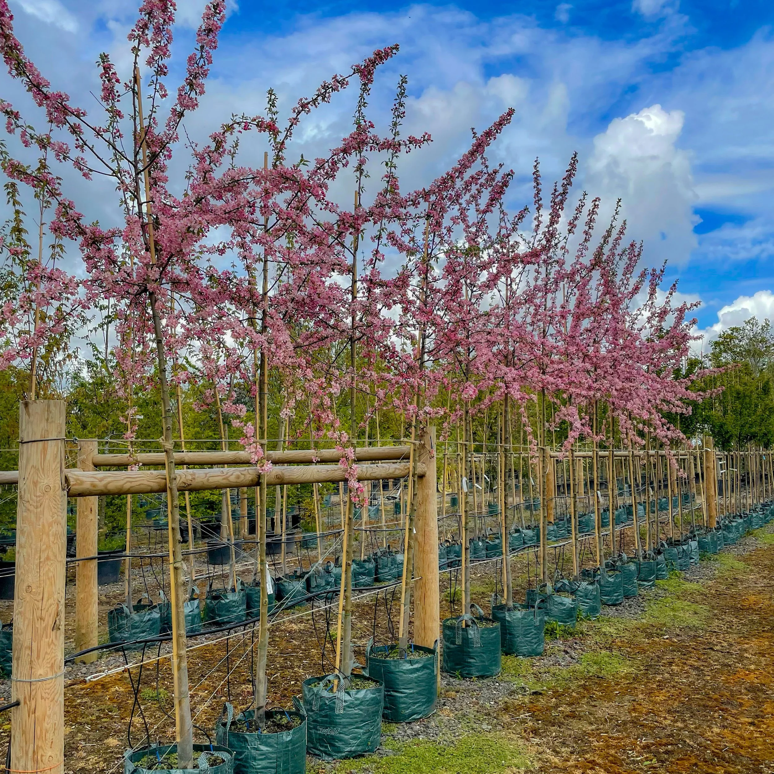 Garden & Ornamental Trees | Plants for Gardens Dedham — Plants For Gardens