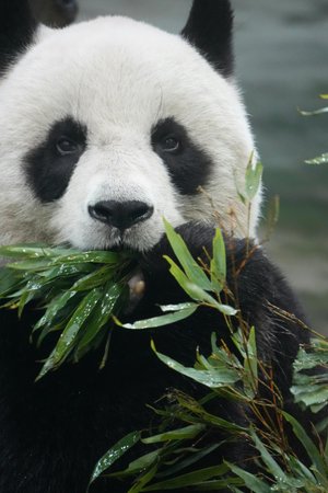 Pandaland