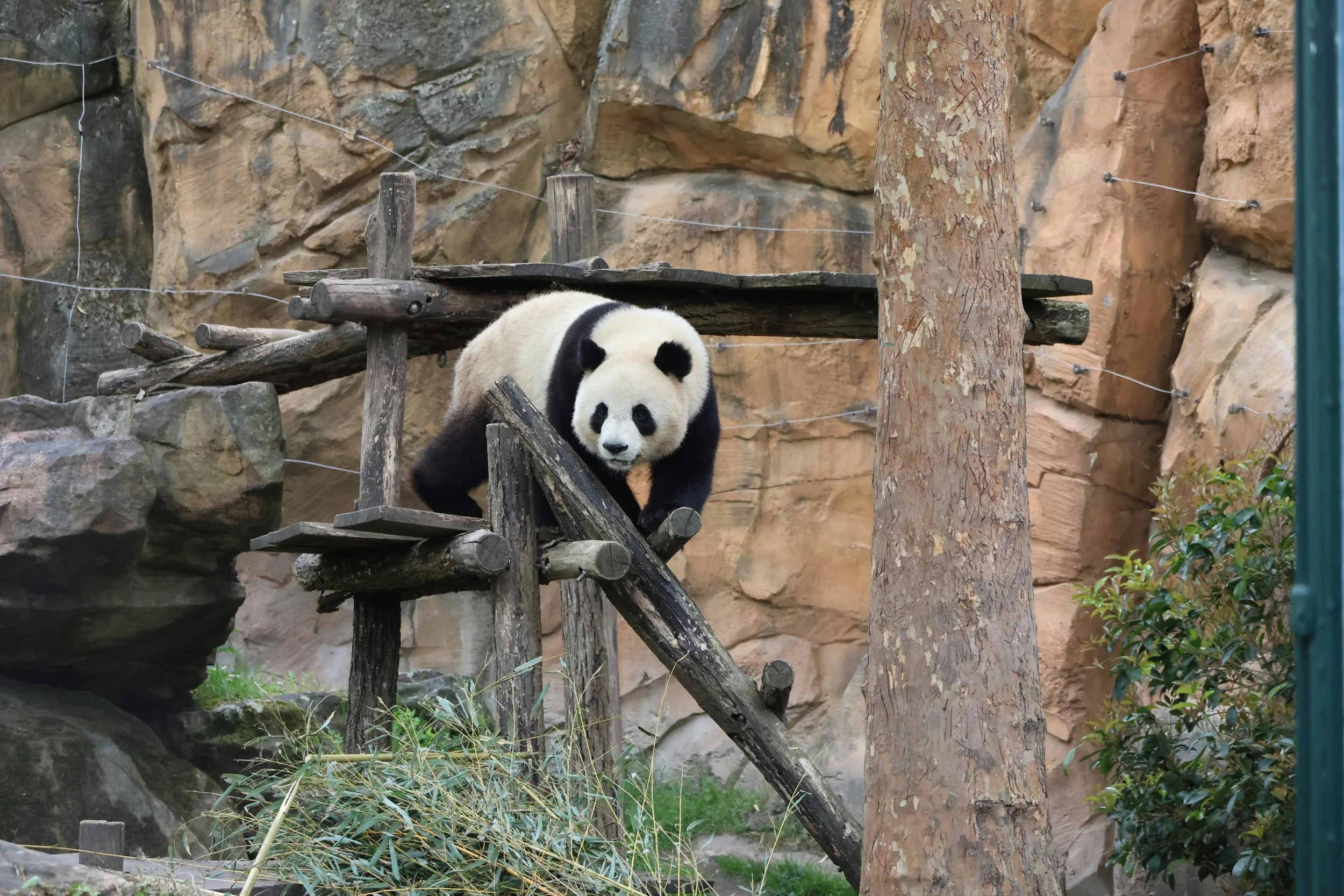 Pandaland