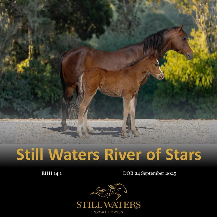 River — Still Waters Sport Horses