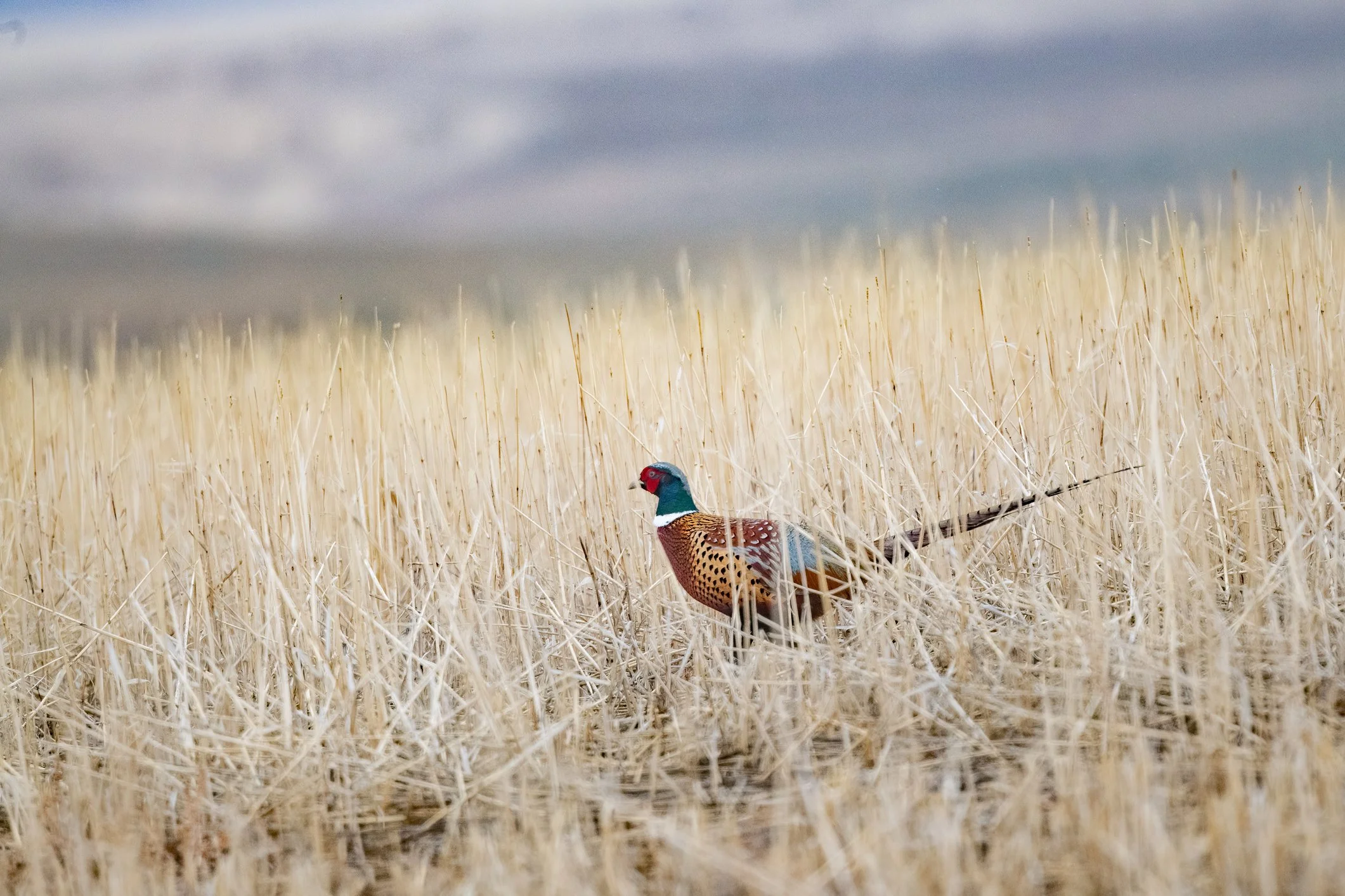 Classes — Pheasant Ridge Hunt Club