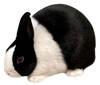 About the Breed — dutchrabbit.com