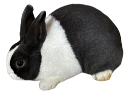 About the Breed — dutchrabbit.com