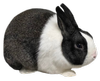 About the Breed — dutchrabbit.com