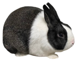 About the Breed — dutchrabbit.com