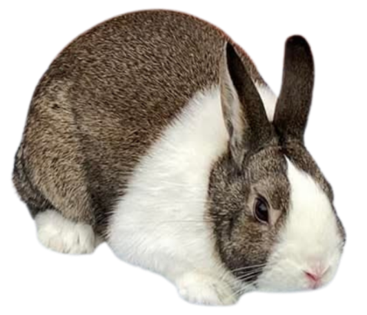 About the Breed — dutchrabbit.com