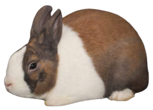 About the Breed — dutchrabbit.com