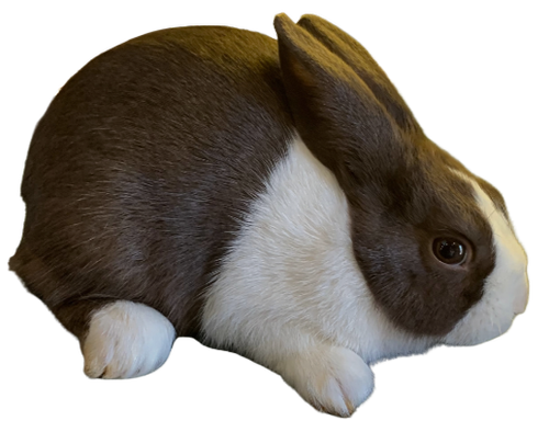 About the Breed — dutchrabbit.com