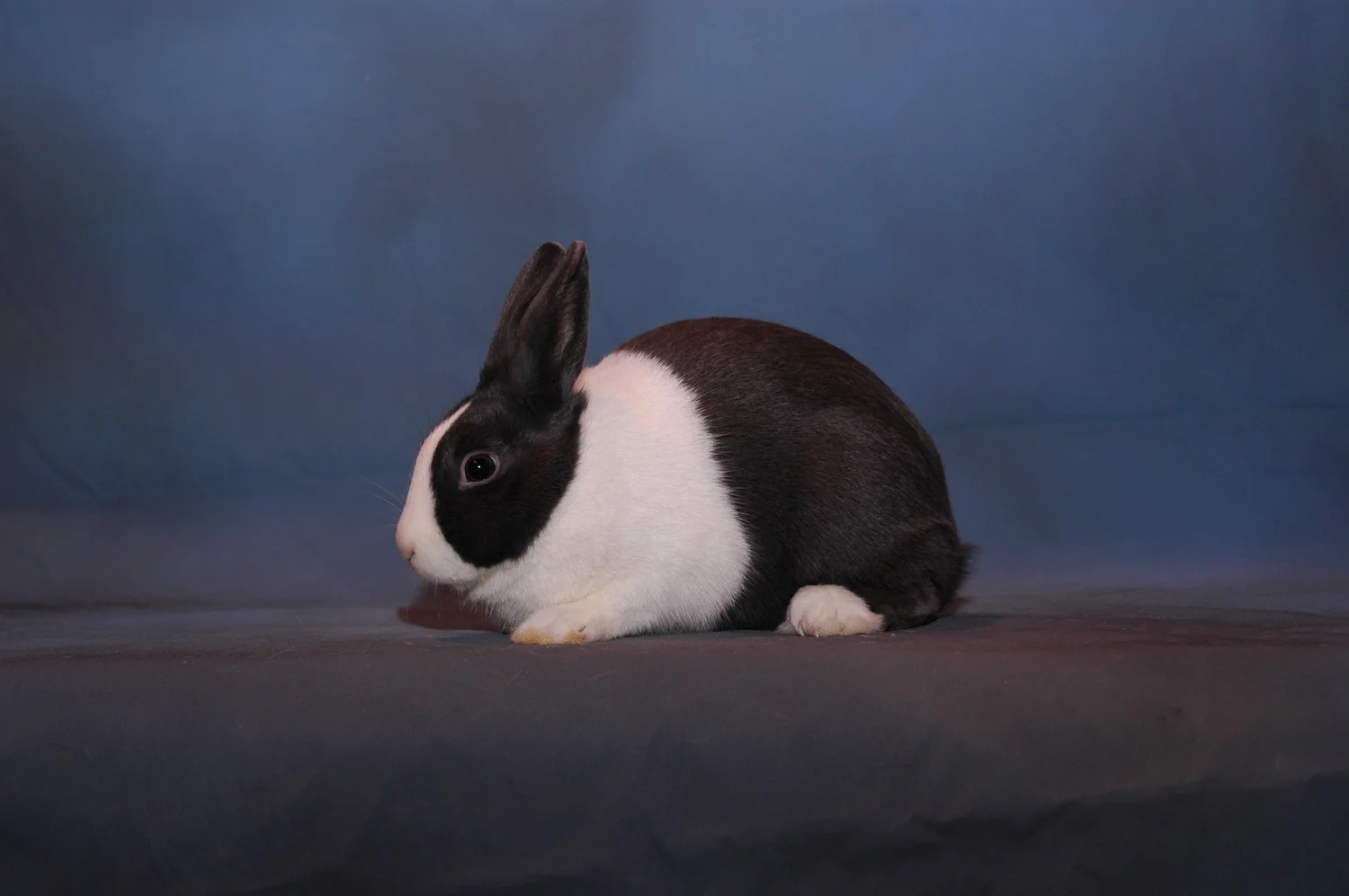 Hall of Fame — dutchrabbit.com