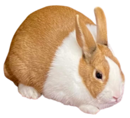 About the Breed — dutchrabbit.com