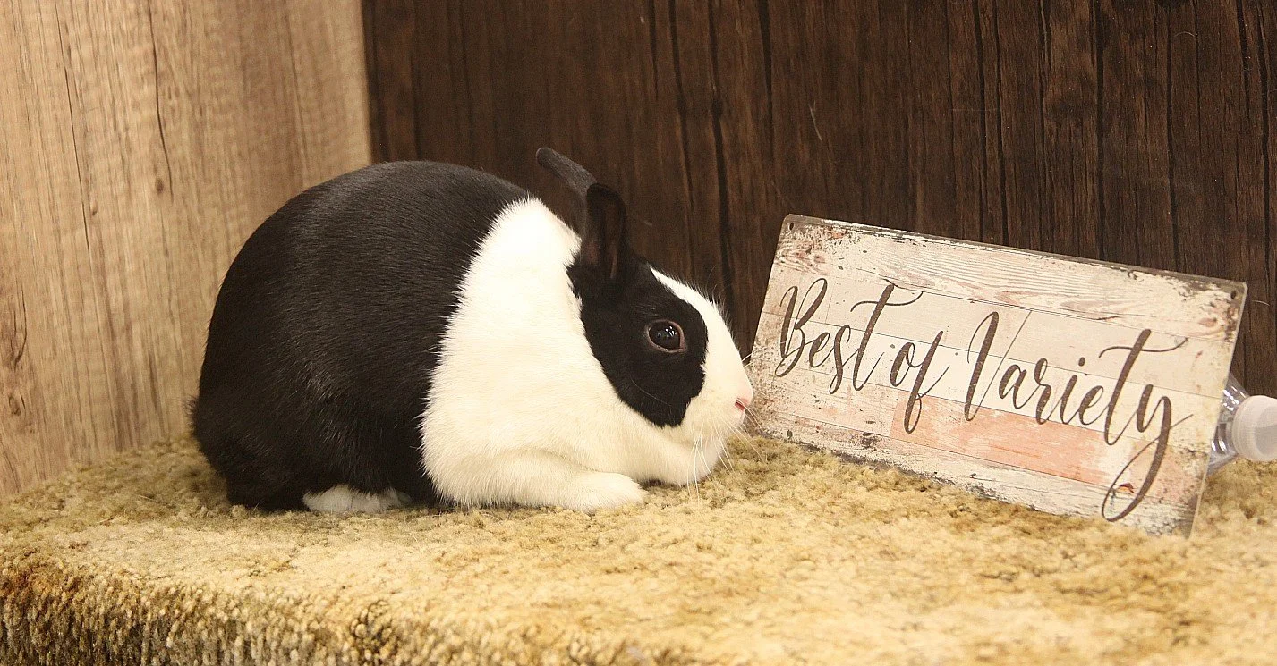 About the Breed — dutchrabbit.com