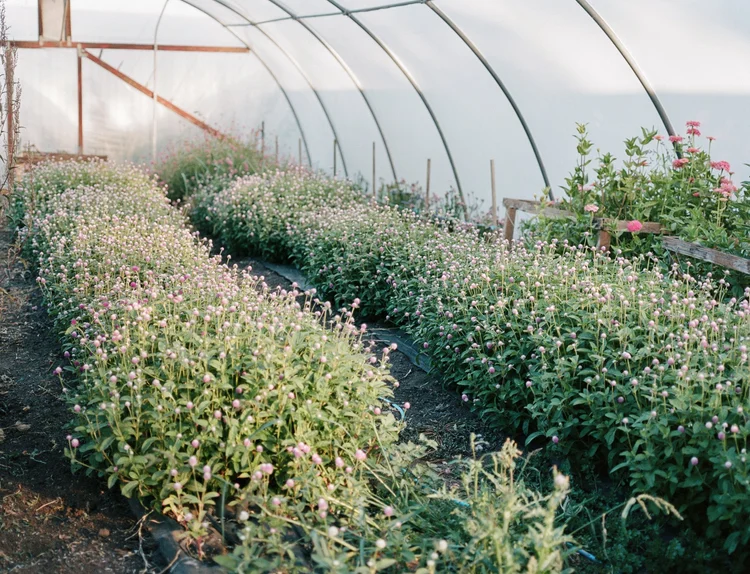 Gooseberry Hill Farm