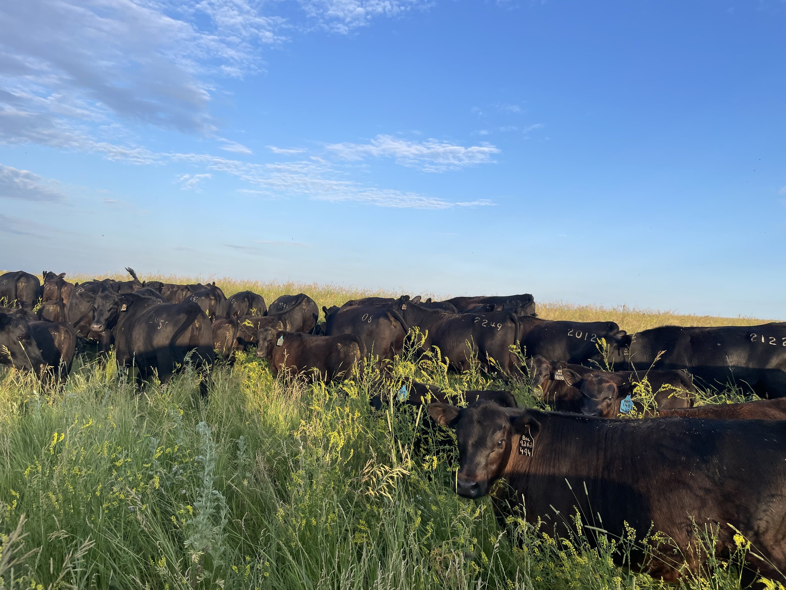Vollmer Angus | Black Angus Beef | Beef Bundles | Bulk Beef | Hamburger ...