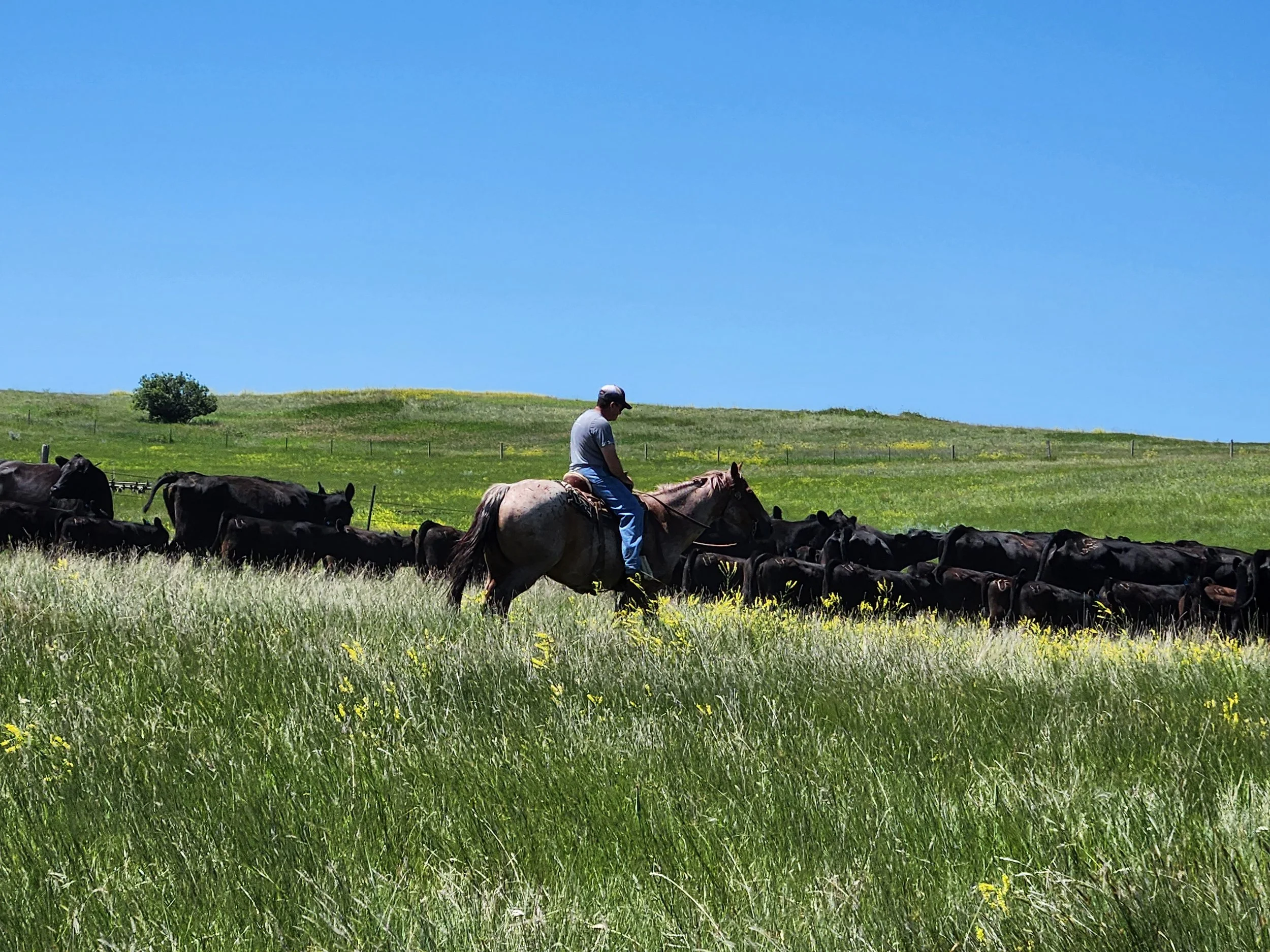 Gasho Ranch | High-Quality Beef | Ranch-Raised | Beach, ND