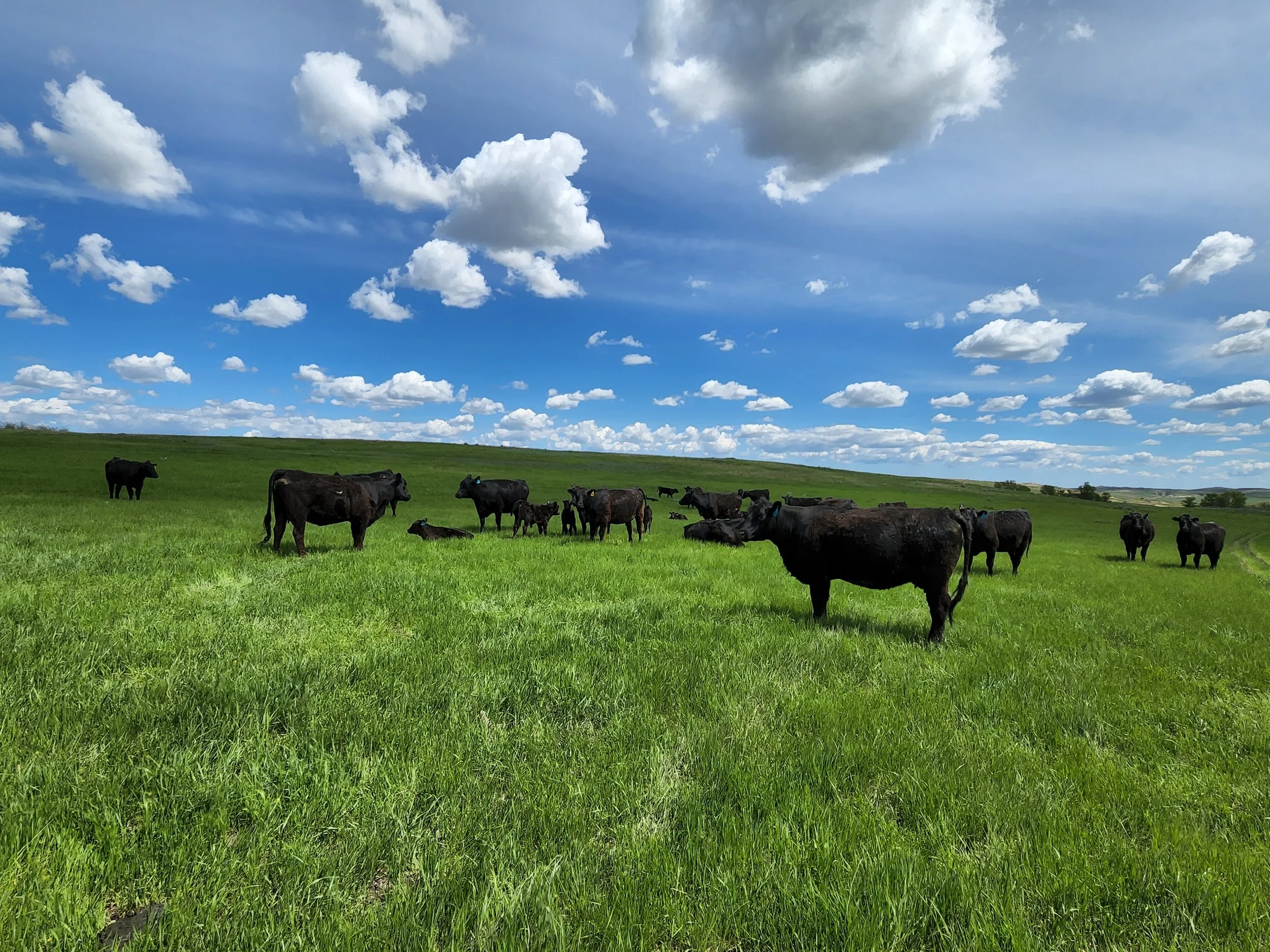 Gasho Ranch | High-Quality Beef | Ranch-Raised | Beach, ND