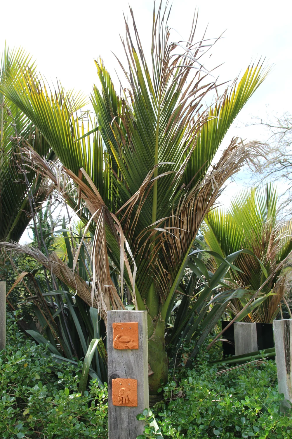 Ahuroa School