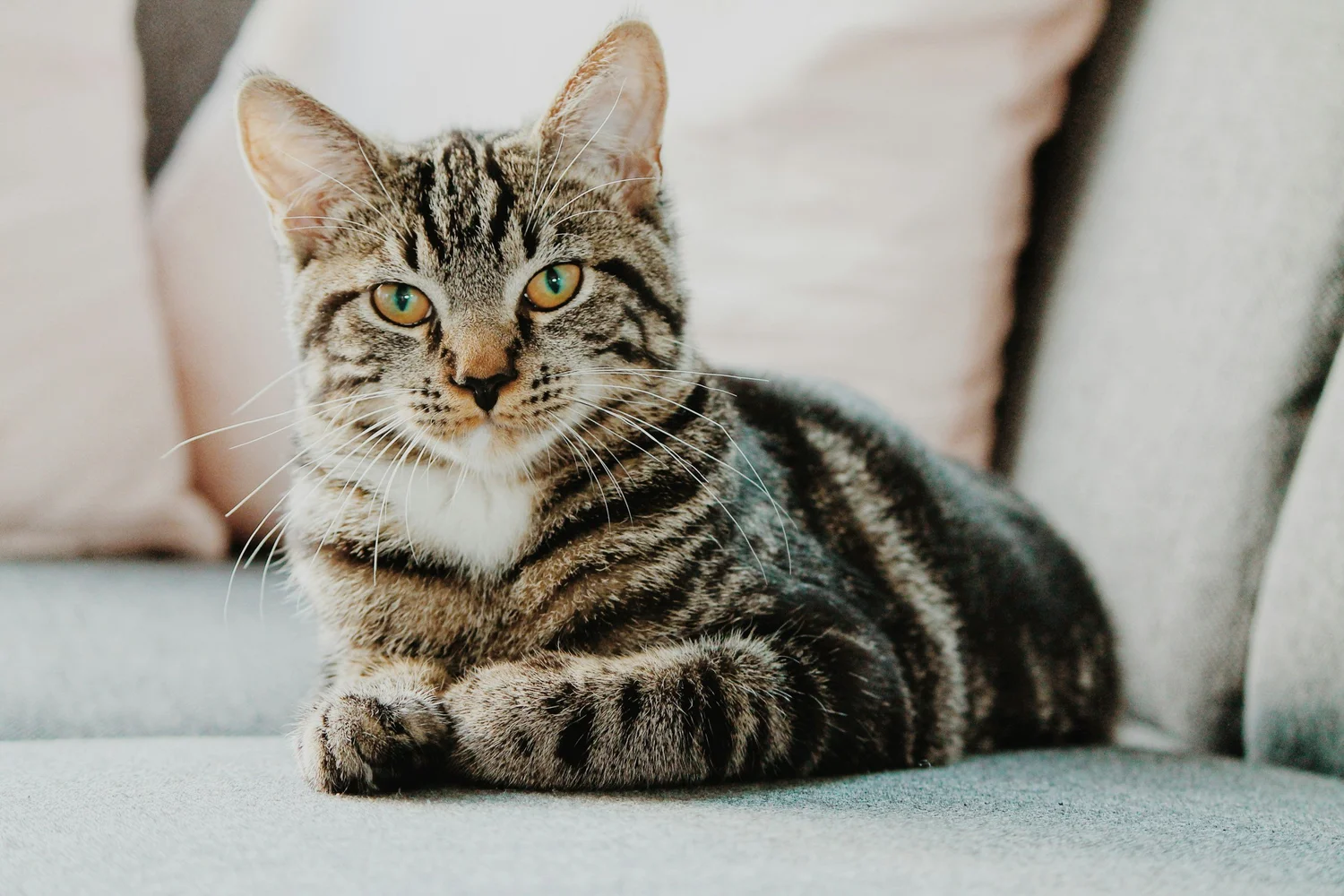 FELINES OF CHICAGO