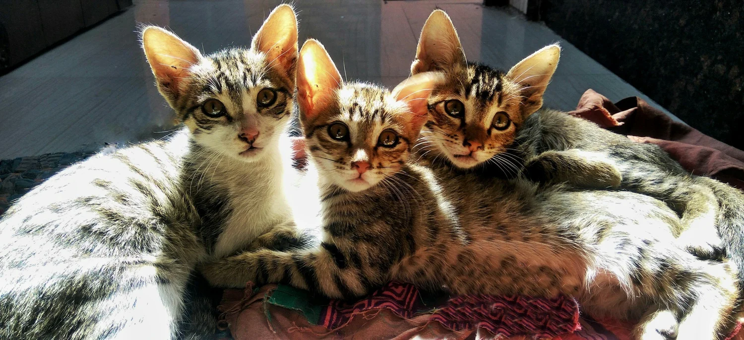FELINES OF CHICAGO