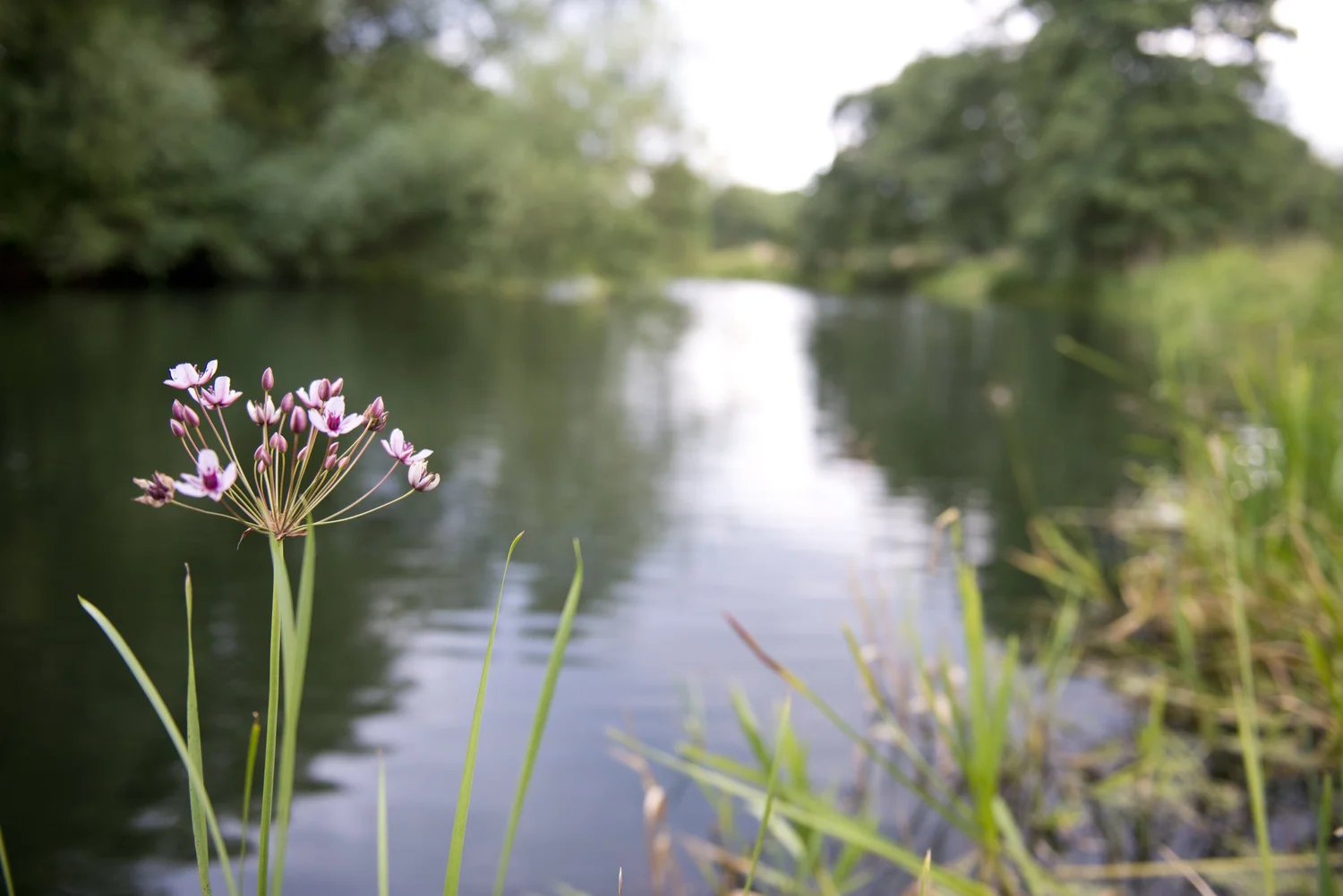 Swillington Wilds