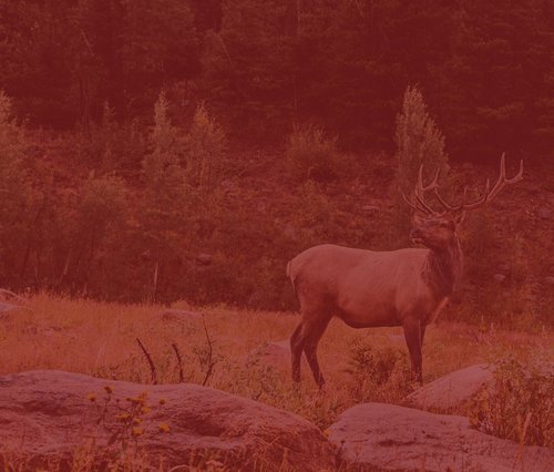 Nationwide Trophy Shipping | Wild Game Trophy Shipping — Wild Game ...