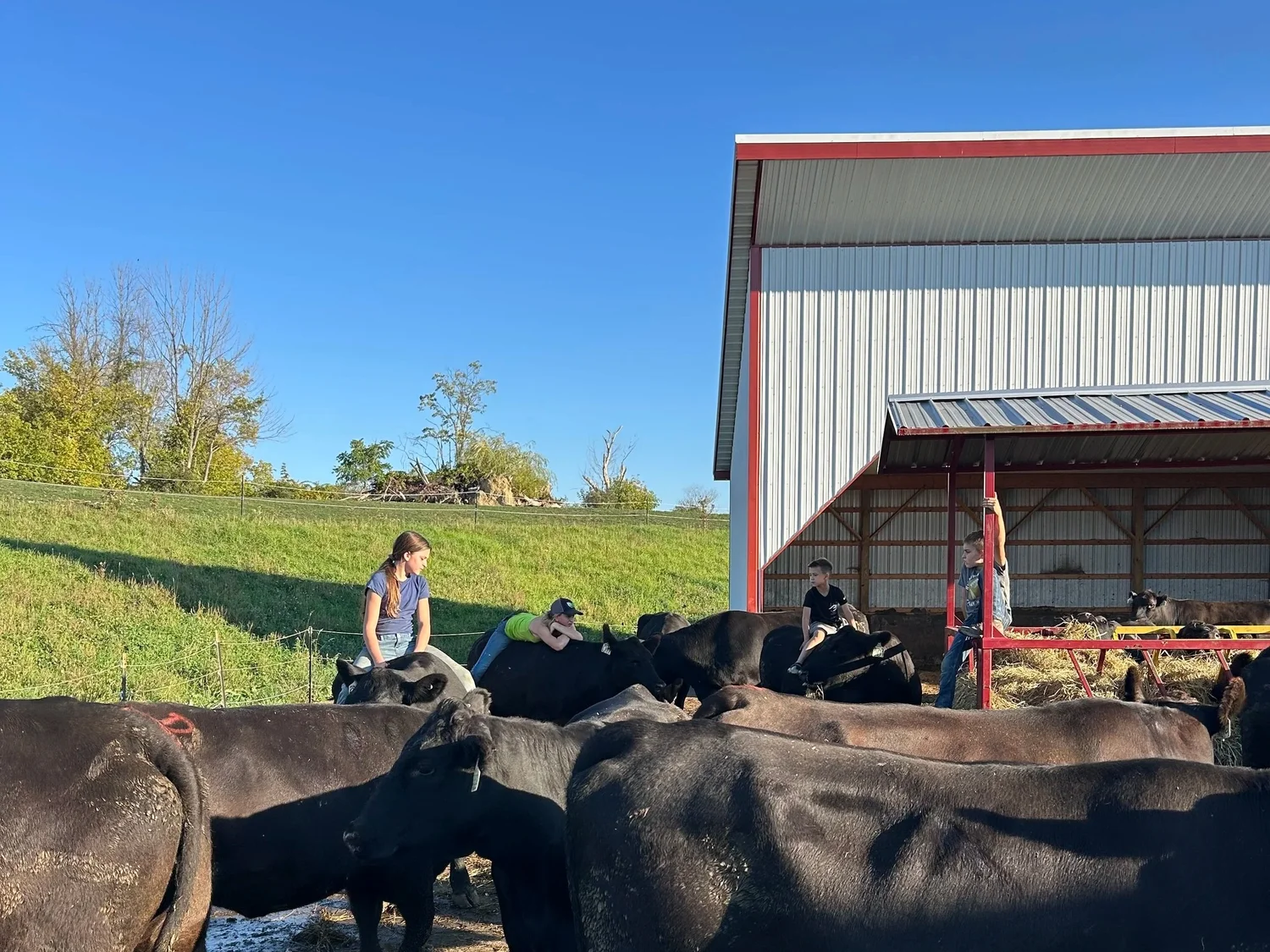 Boston Valley Farm | Farm-Raised Meats | Poultry | Beef | Pork ...