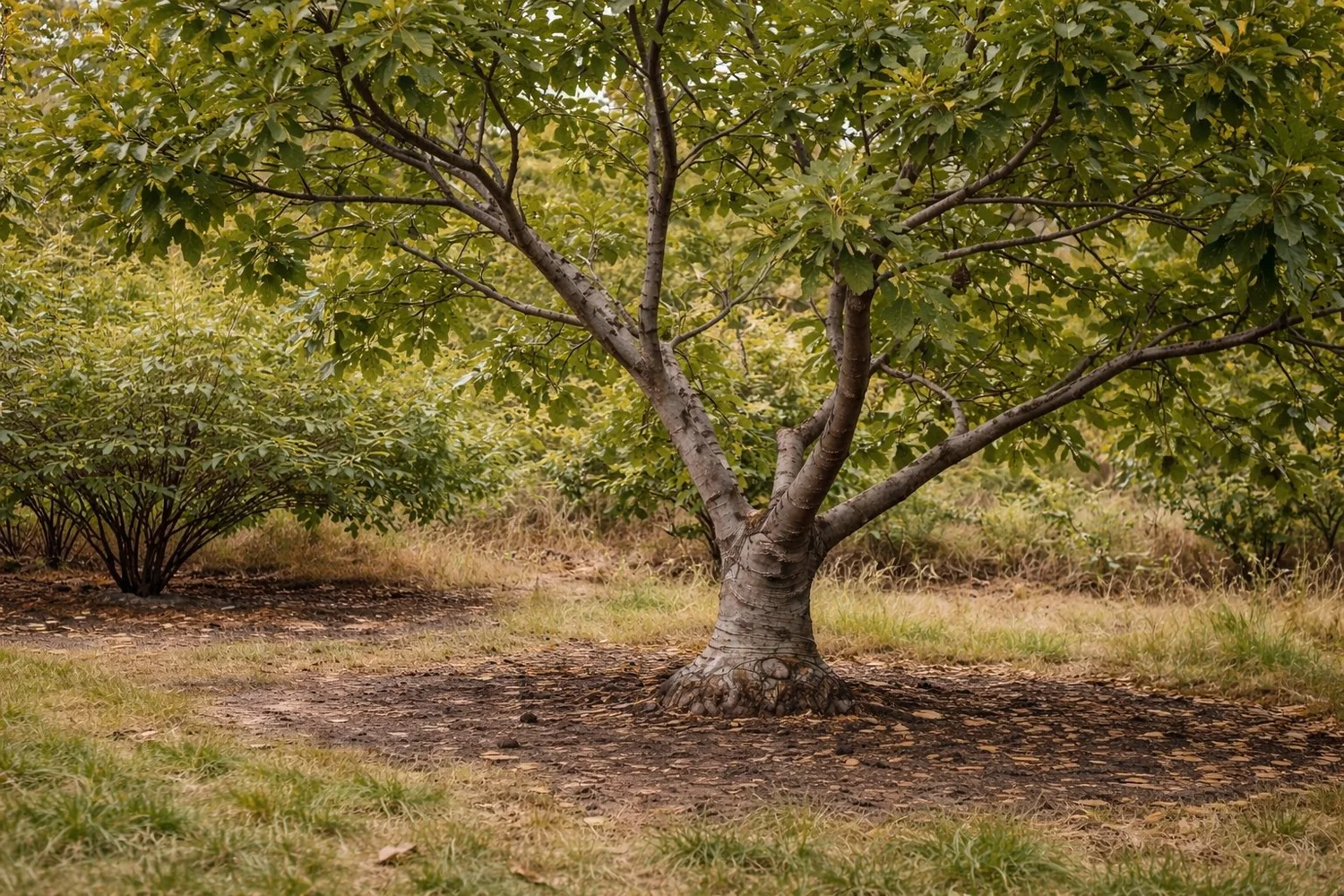 Nematodes in Fig Trees: Signs and Solutions — Giles County Figs