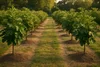 Fig Orchard Design & Spacing | Professional Zone 7b Guide — Giles ...
