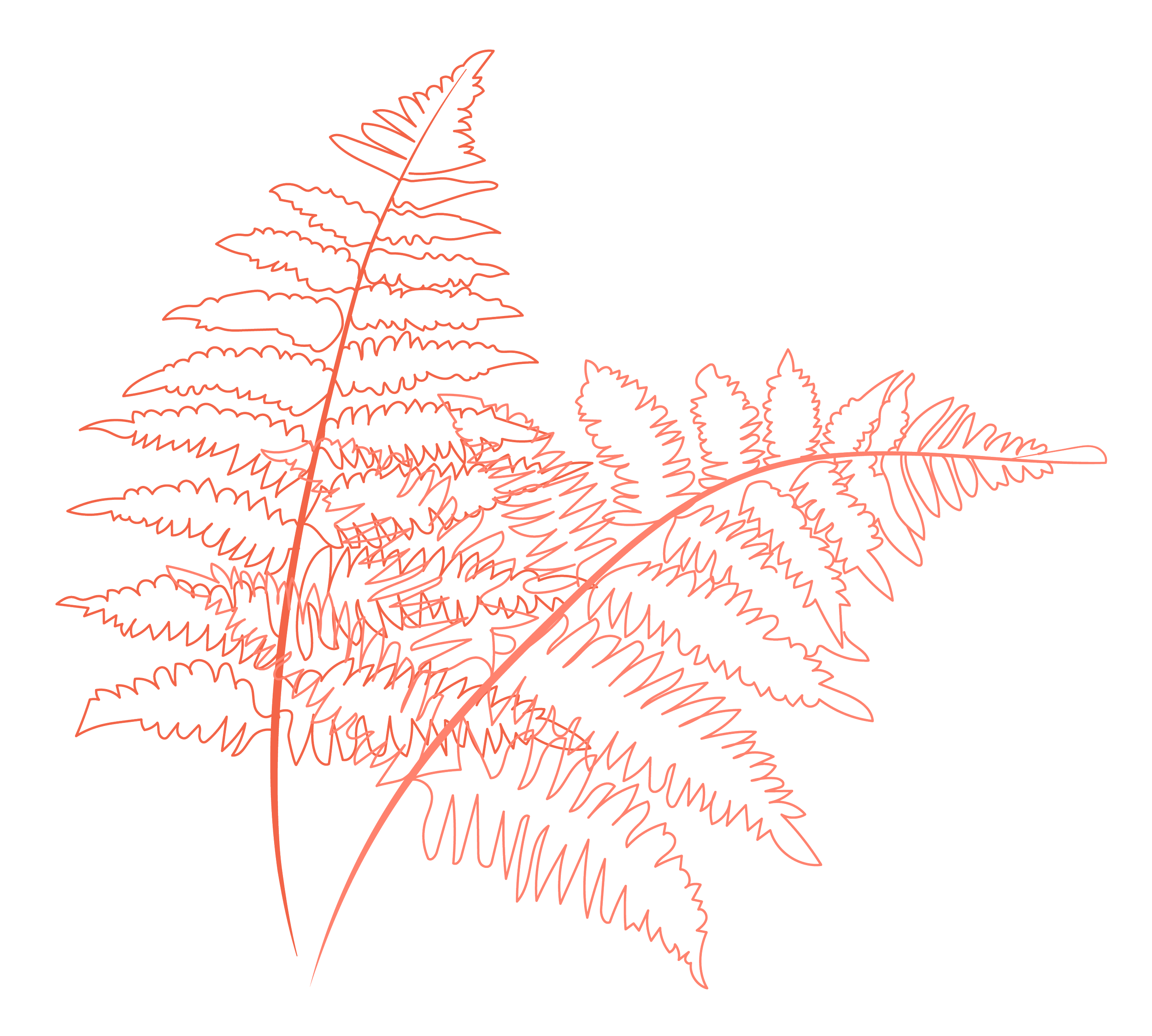 Services — Red Fern Studios