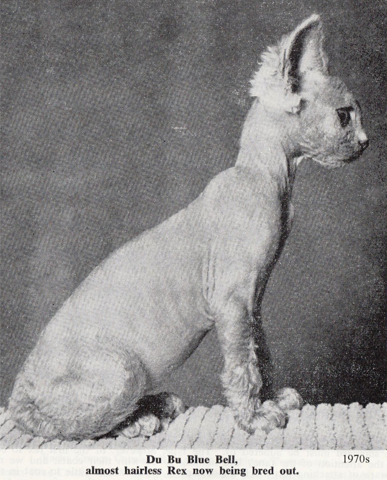 History of the Sphynx Cat | Origins & Breed Development — IconicSX