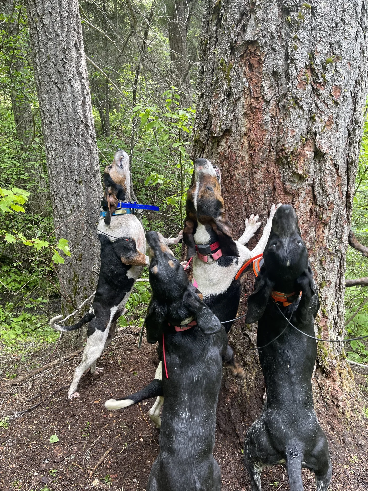 About — IDAHO HOUNDSMEN ASSOCIATION