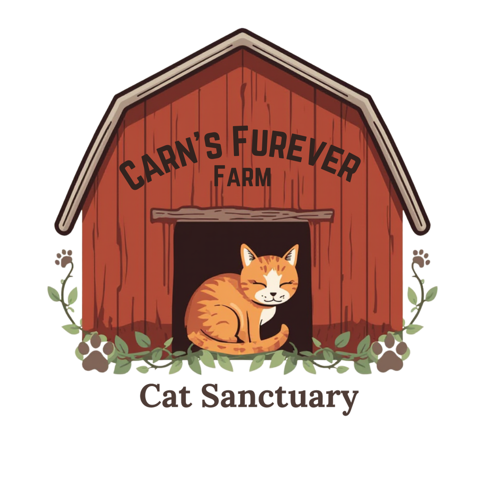 Welcome to Carn's Furever Cat Sanctuary: A Purrfect Haven for ...