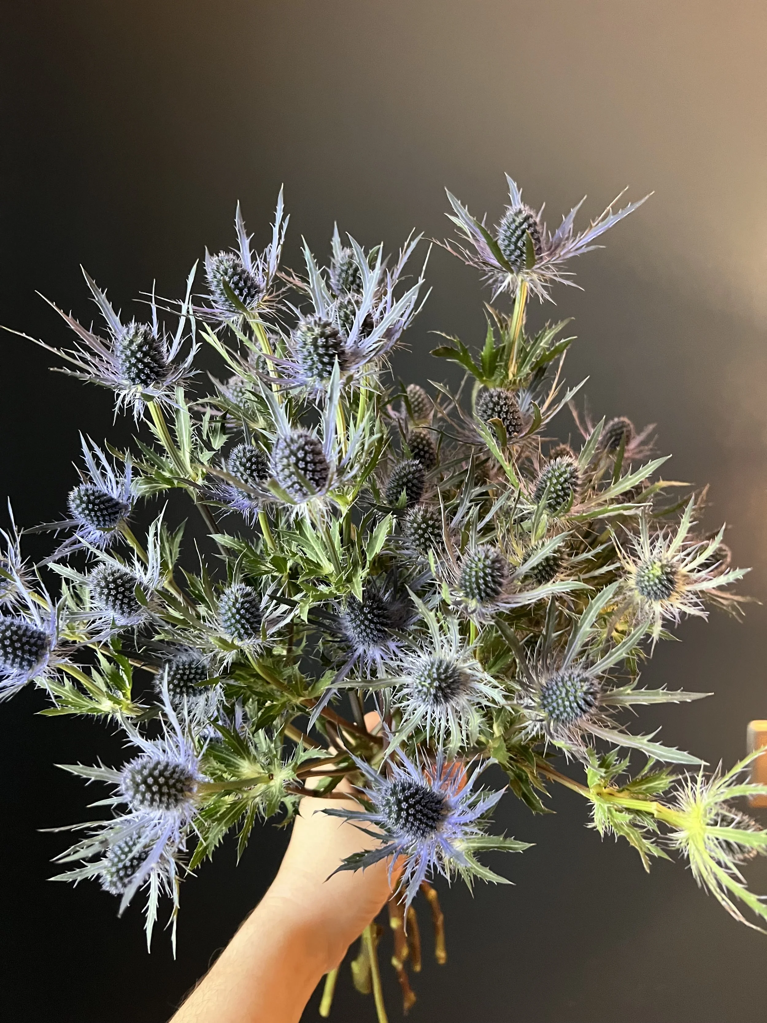 Little Blue Thistle | Rochester & Finger Lakes Flower Cart & Bloom Bar ...