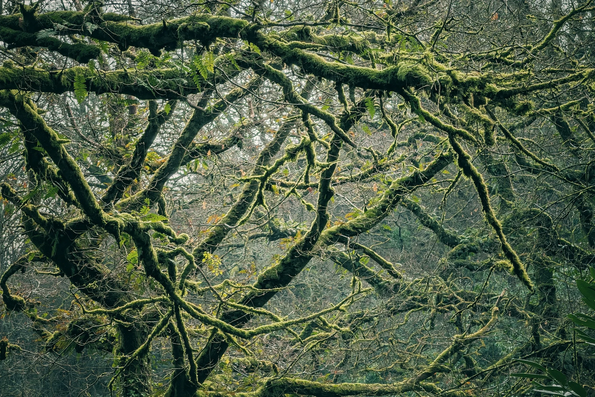 The Emerald Tangle — Pocket Ireland