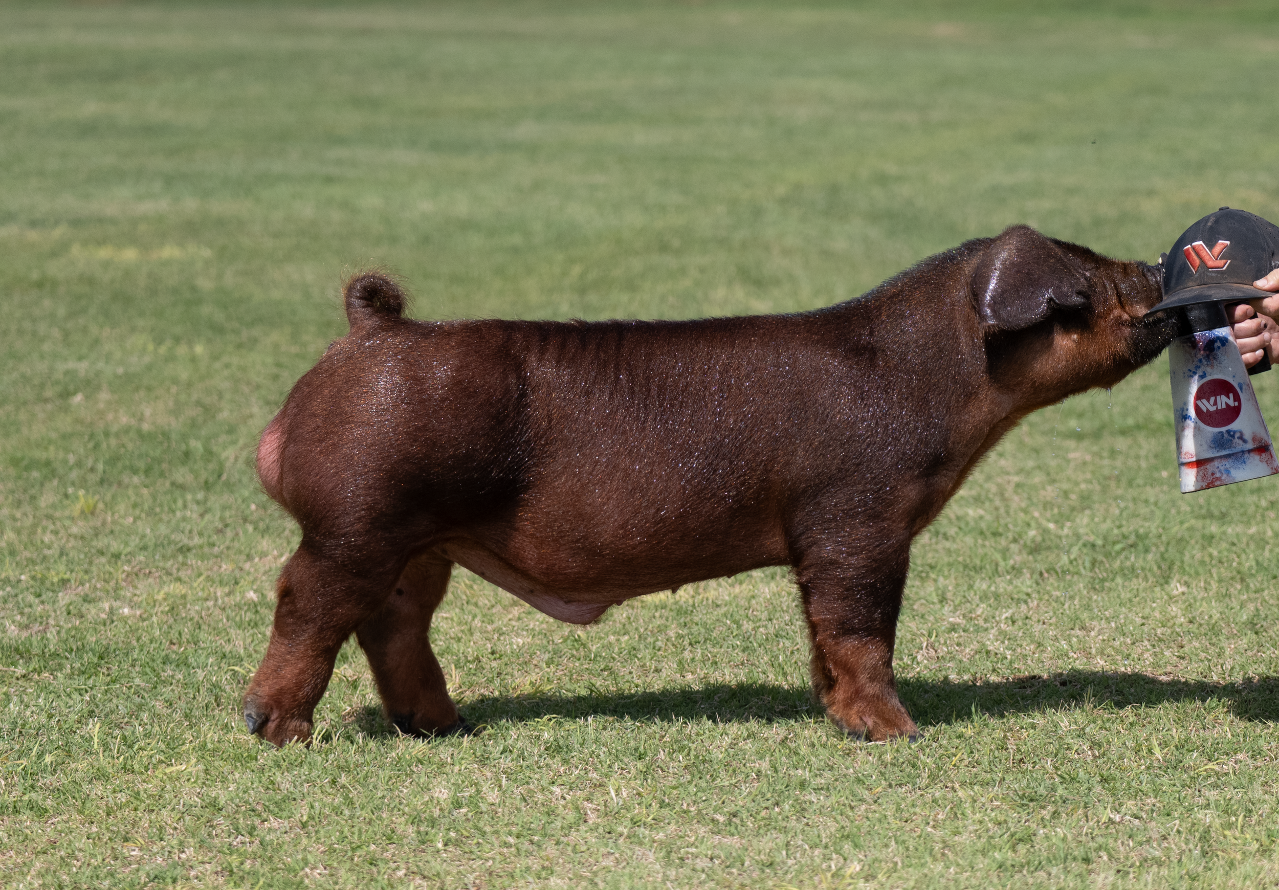 RED PILL — Winter Livestock