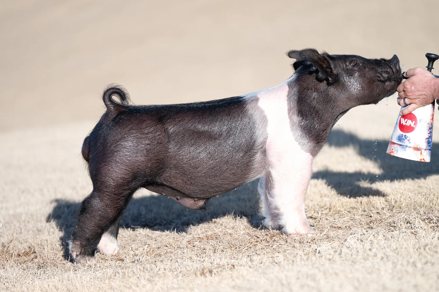 CURRENT BOARS | Discover Quality Sires — Shop Now — Winter Livestock