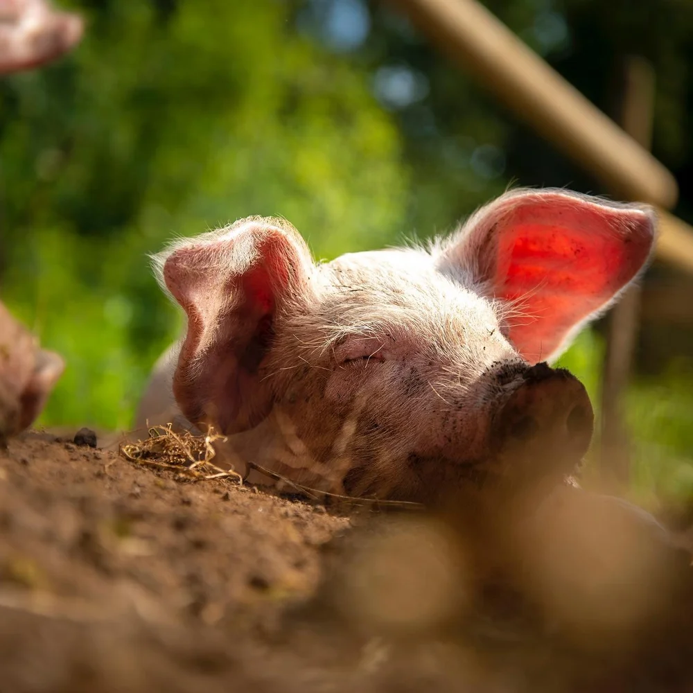 Pear Tree Farm Animal Sanctuary | Support Animal Rescue Today