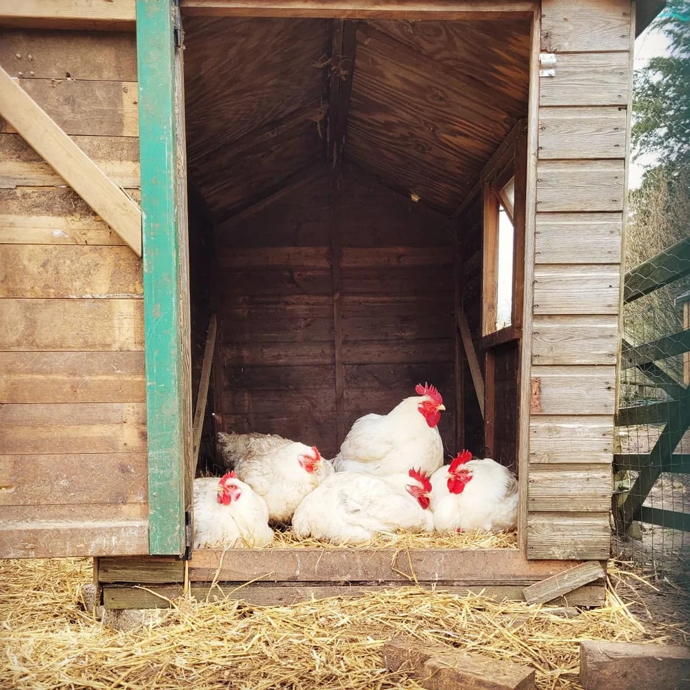 Pear Tree Farm Animal Sanctuary | Support Animal Rescue Today