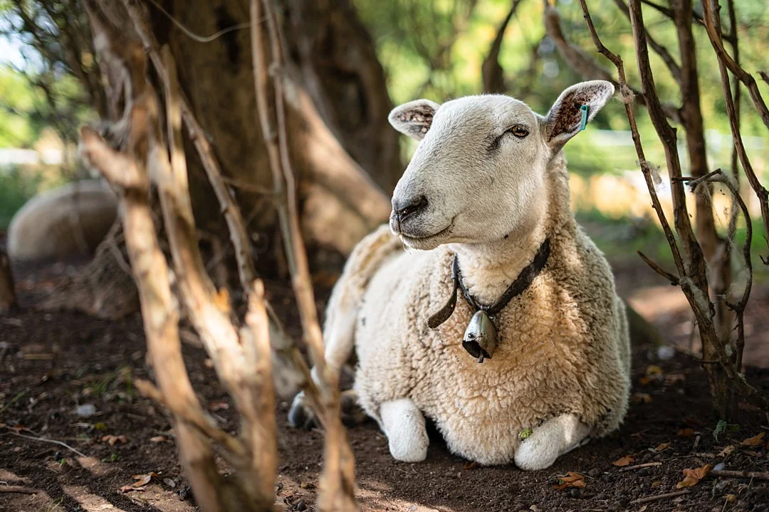 Pear Tree Farm Animal Sanctuary | Support Animal Rescue Today