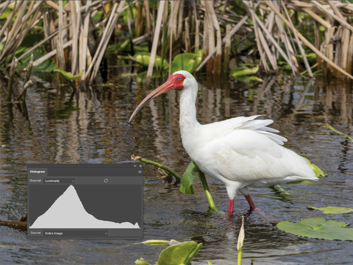 Understanding the Histogram in Photography — Photo Odyssey