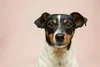Finney County Humane Society | Discover, Adopt, Support Pets Today