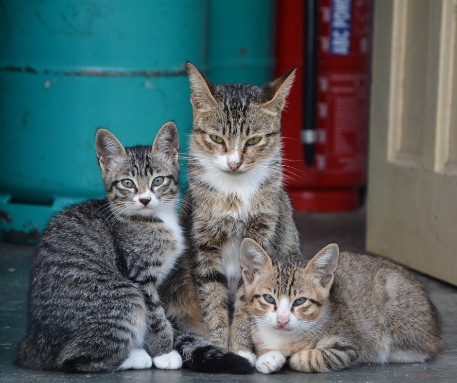 Education | Get Informed - Support Animal Welfare — Finney County ...
