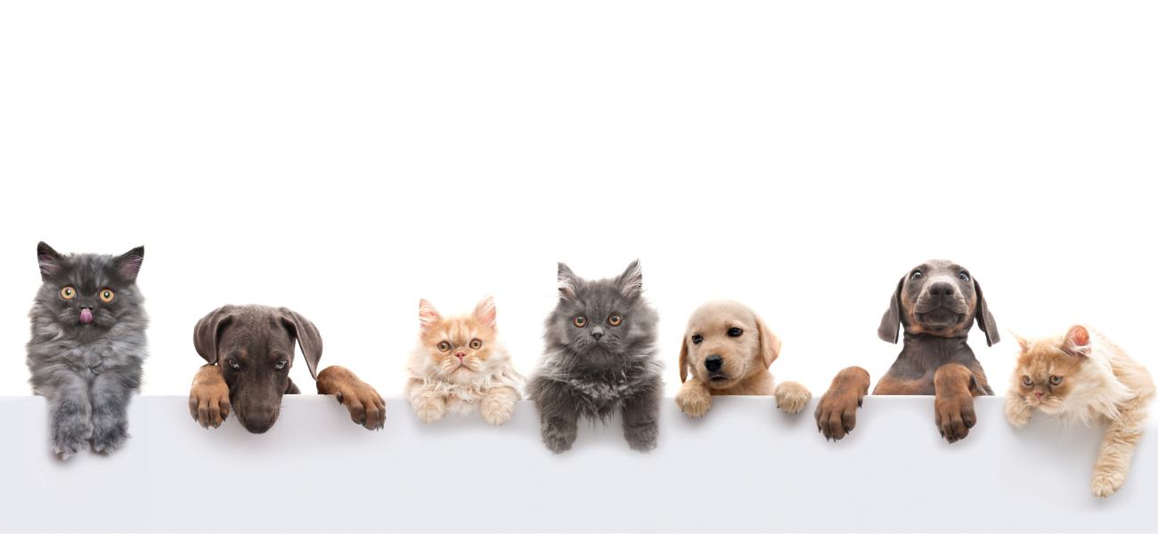 Adoption | Adopt a Pet Today - Find Your Furry Friend — Finney County ...