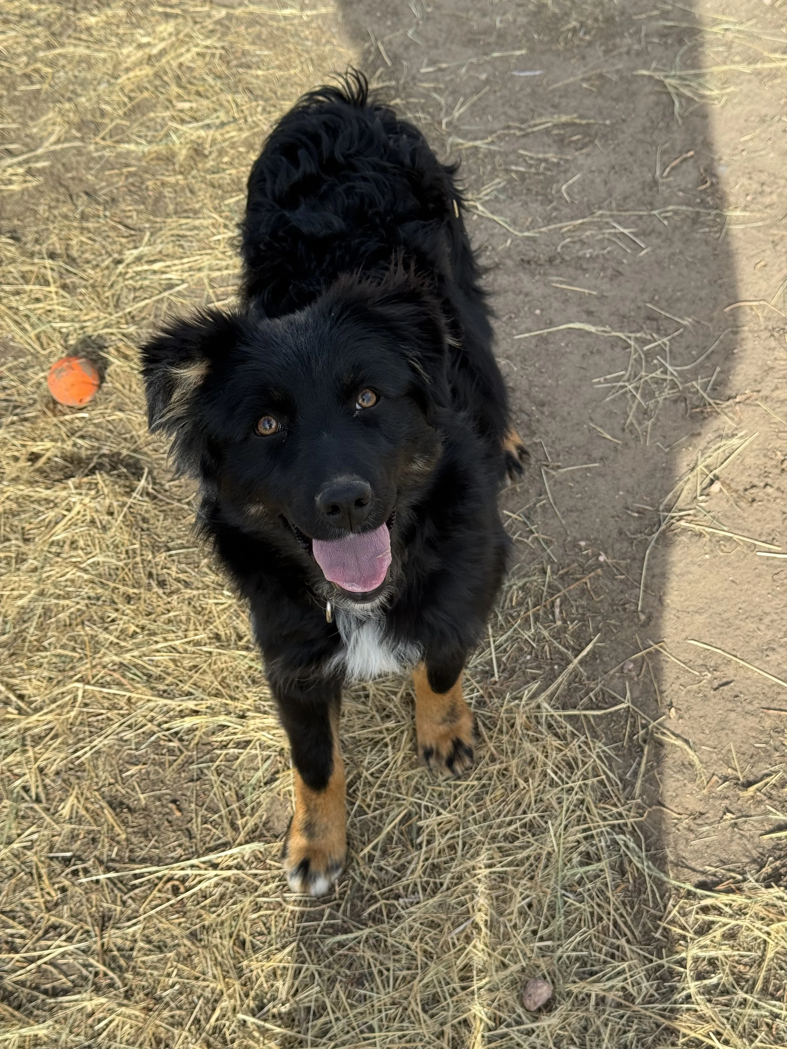 Meet The Dogs | Discover Your New Best Friend — Visit Today — KV Ranch