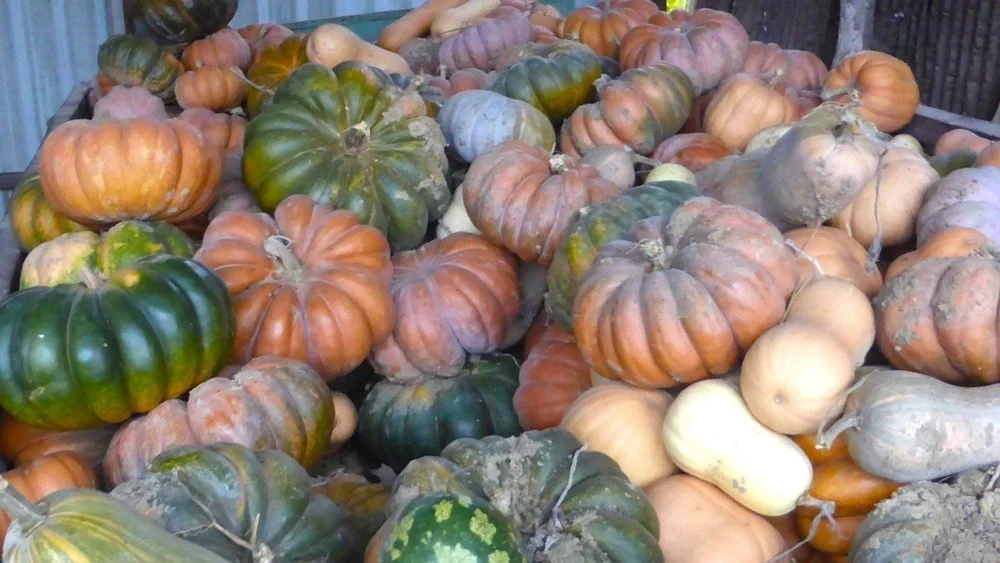 Discover and make mesturets – an elusive dessert from the south of ...