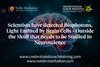 Scientists have detected Biophotons, Light Emitted by Brain Cells ...