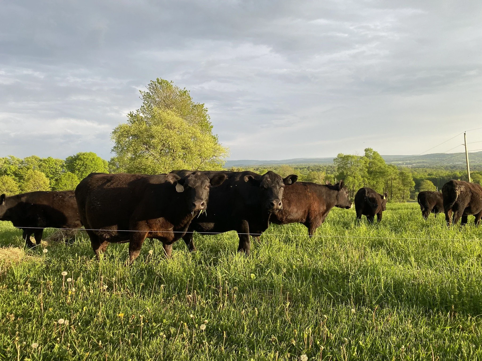 Mountaintop Pastures | Grass-Fed & Finished Beef | Pastured-Chicken ...