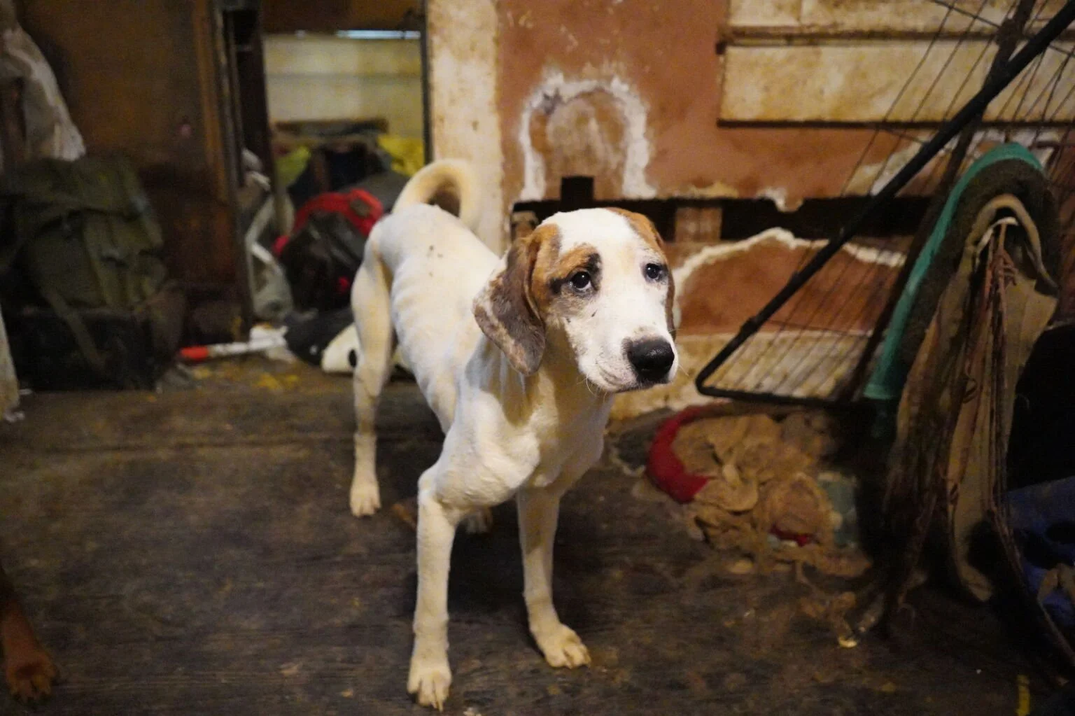 A rapid response to an animal neglect case. — Operation Humane