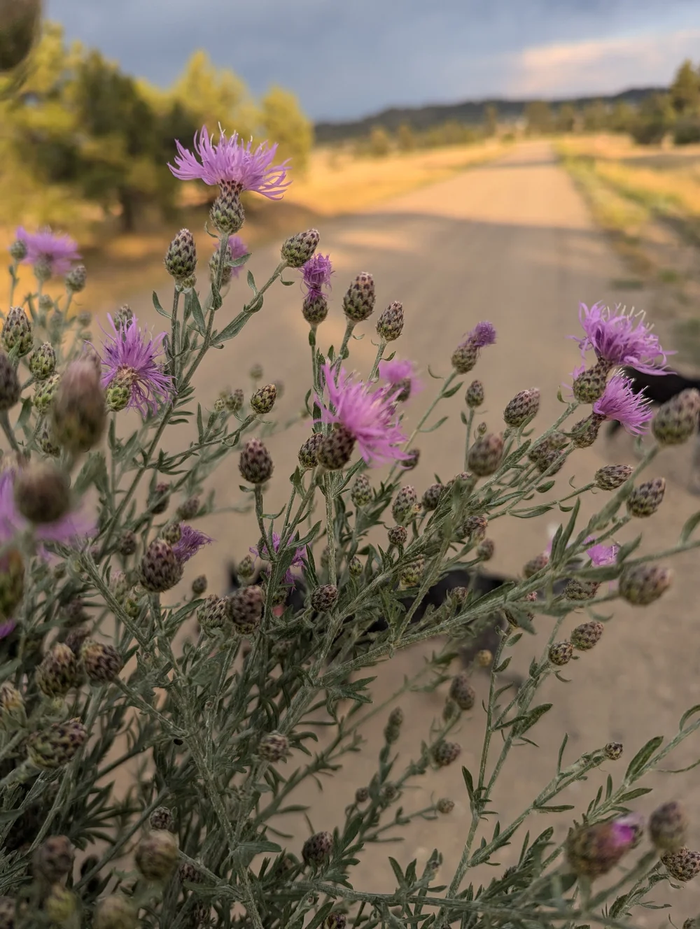 Weed Information | Learn Invasive Species Management Today — Colorado ...